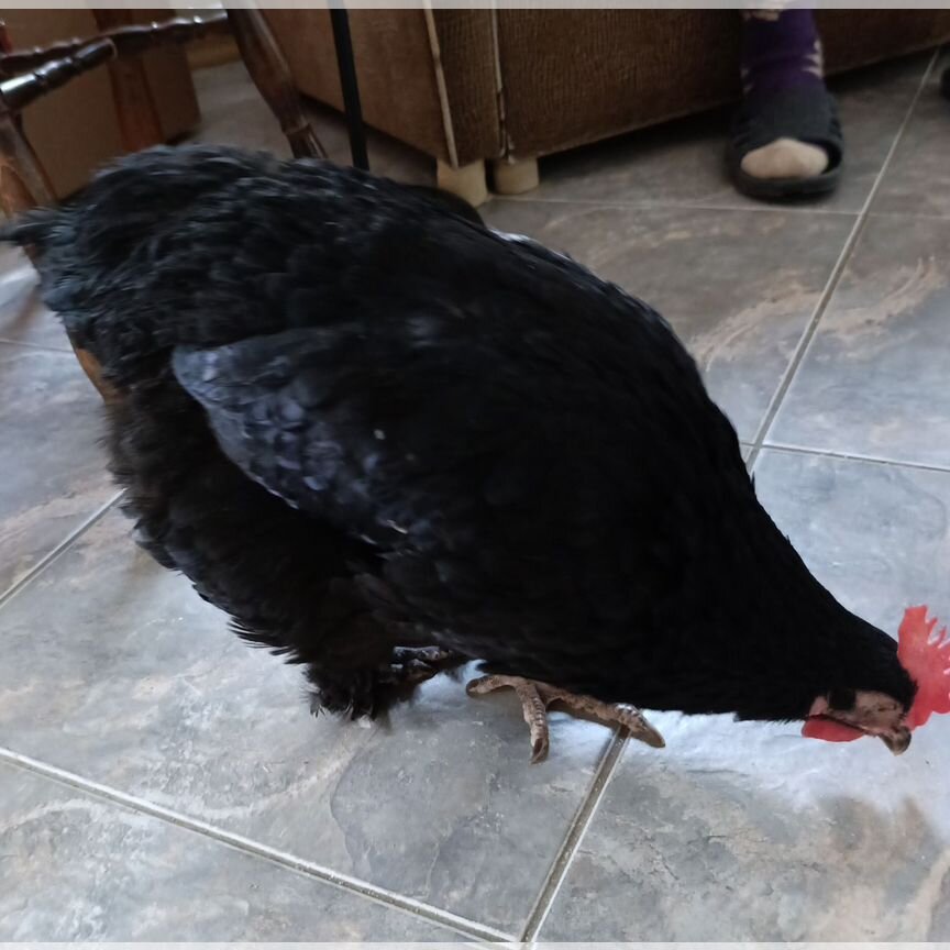 Курочка - несушка