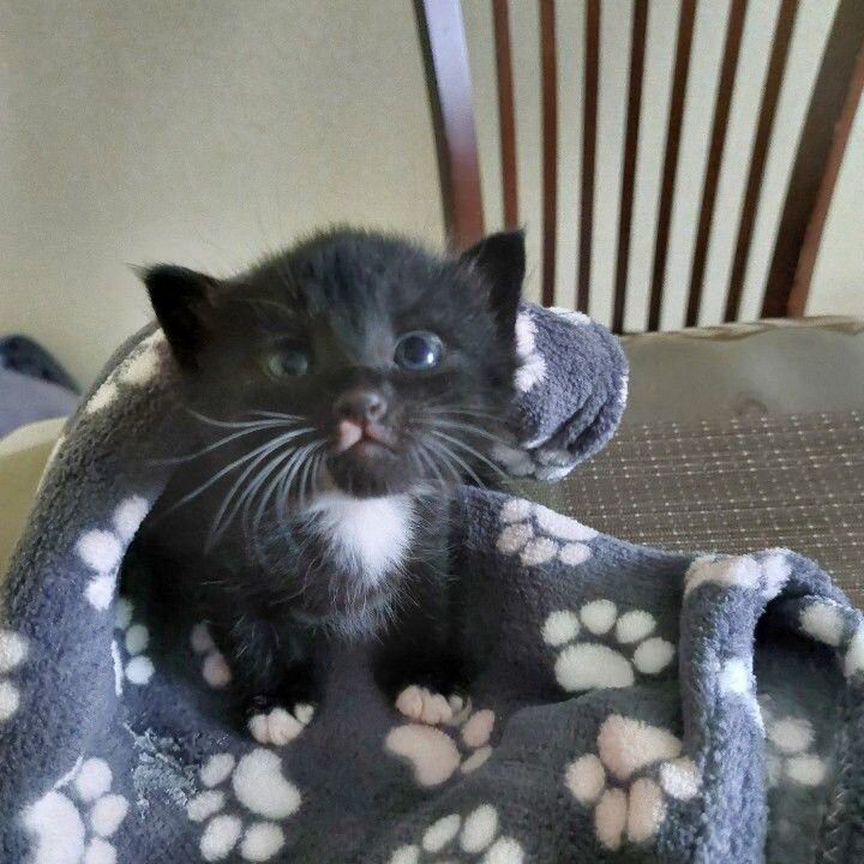 Котик в добрые руки