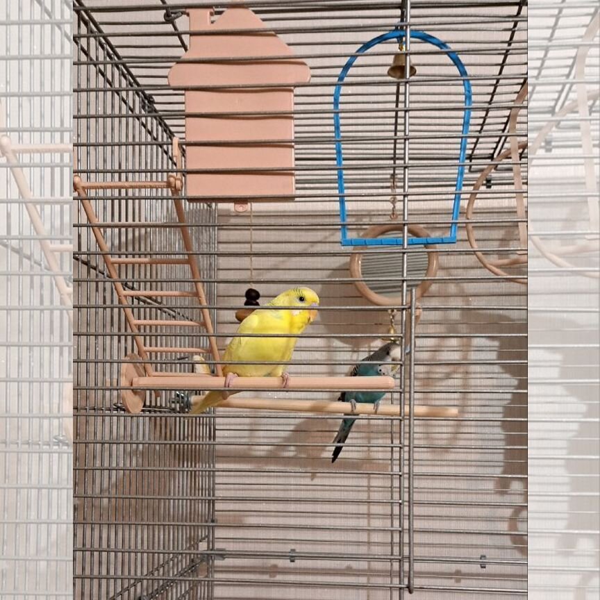 Волнистый попугай самец взрослый