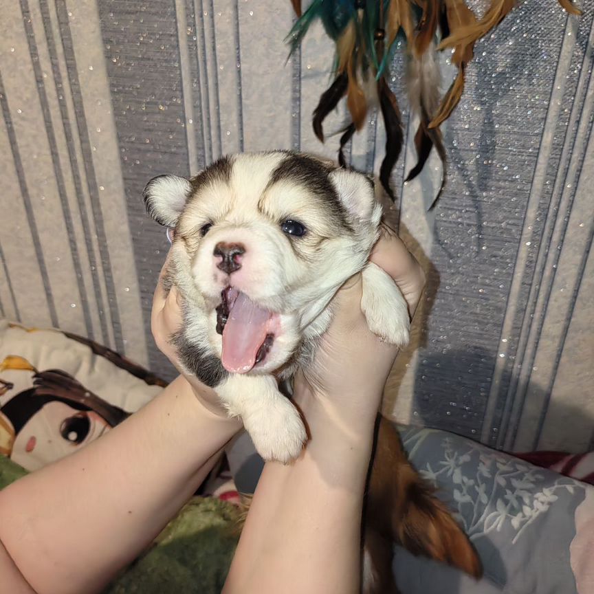 Продам щенят