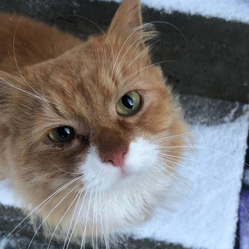 Сибирский котёнок