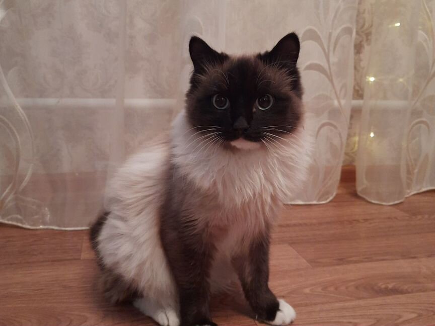 Котики ищут дом