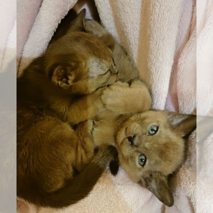 Европейский бурманский котёнок