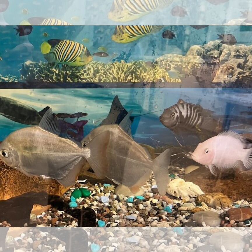 Аквариумные рыбки