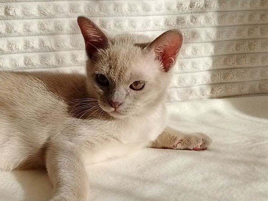 Бурманский лиловый котенок