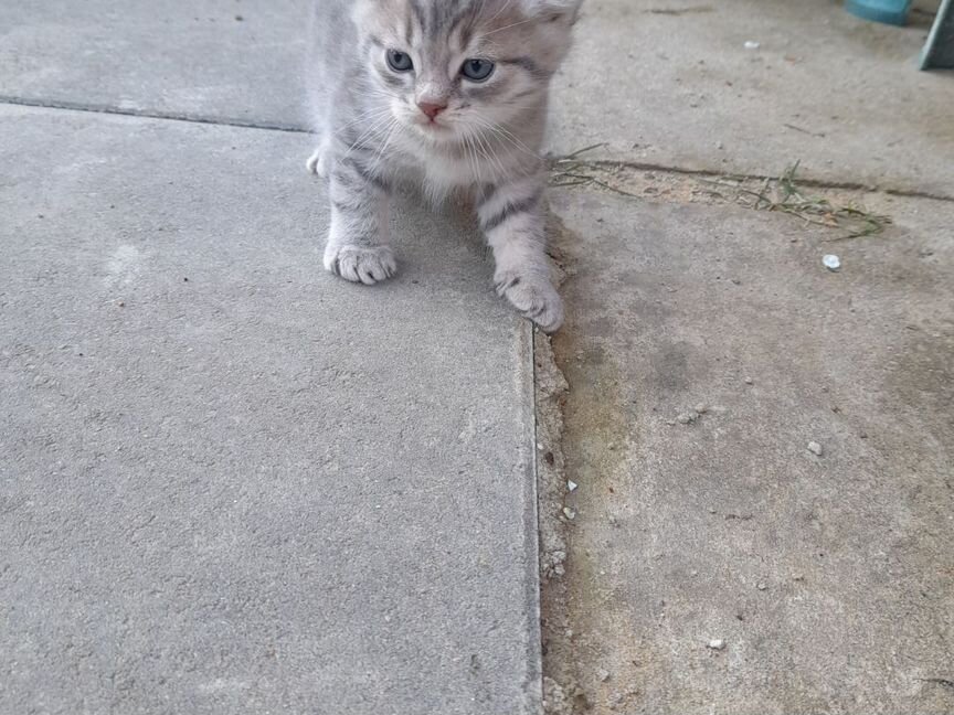 Котеное