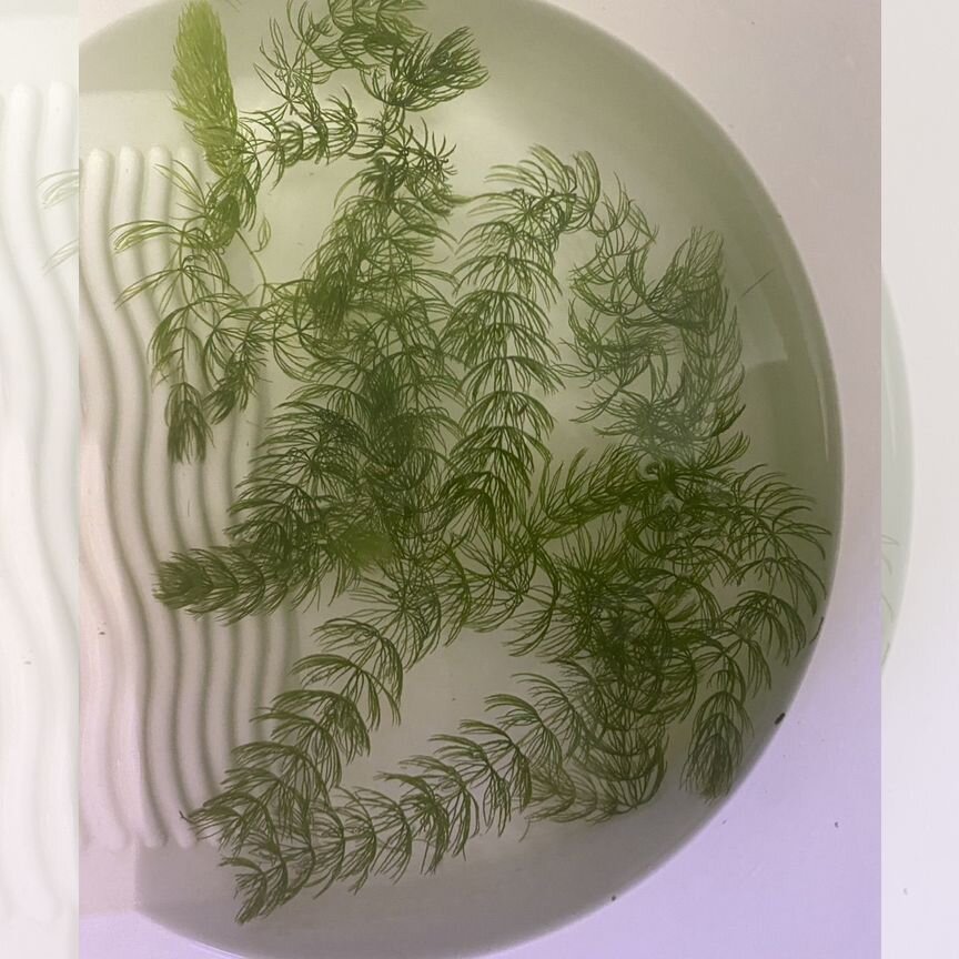 Роголистник