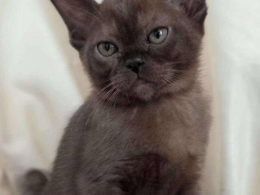 Бурманские котята