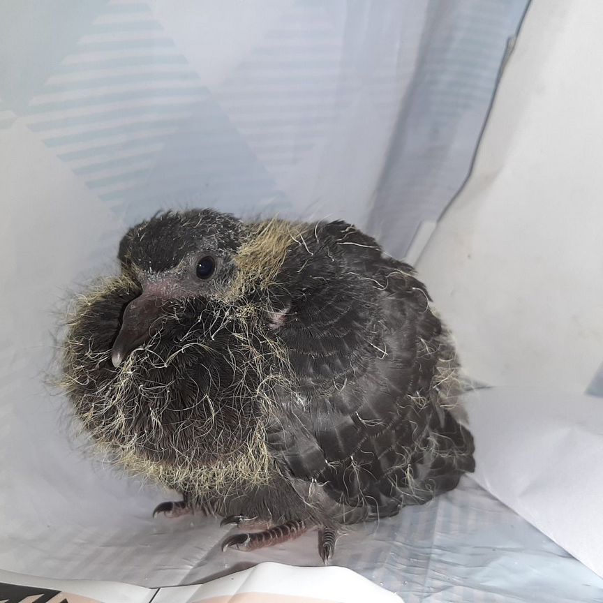 Птенец голубя в добрые руки