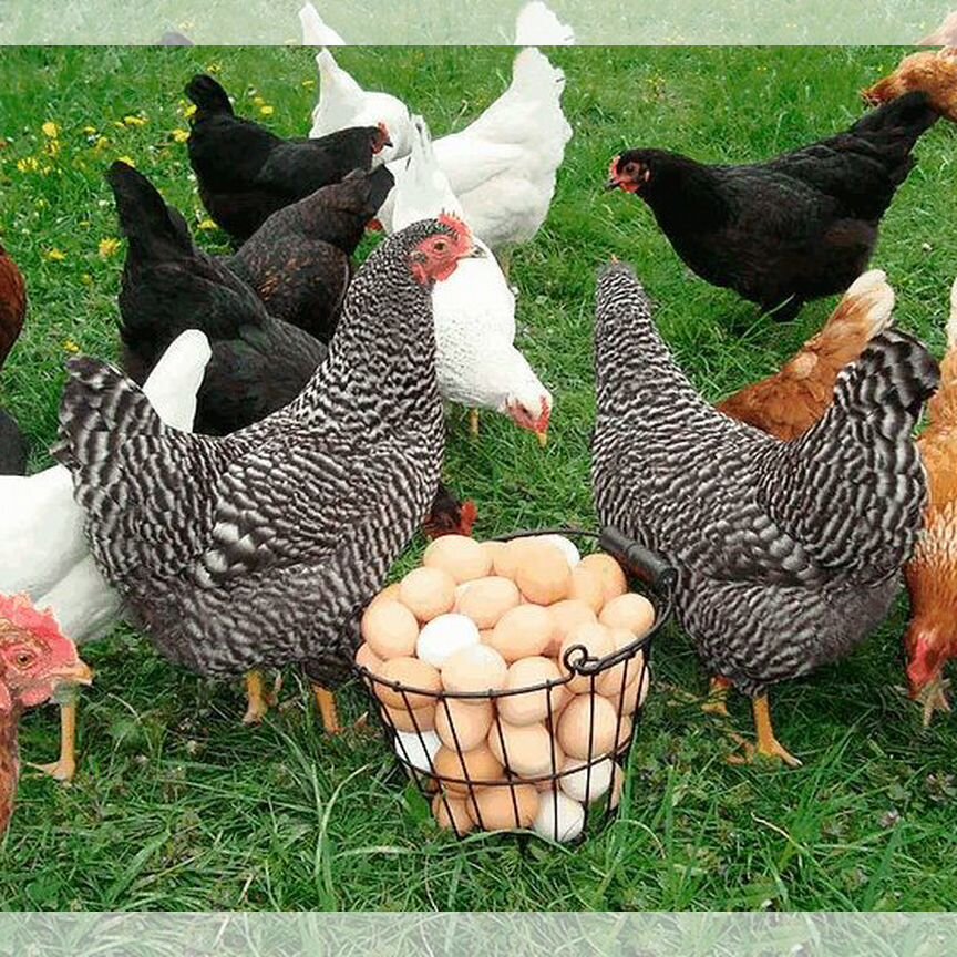 Домашние курочки