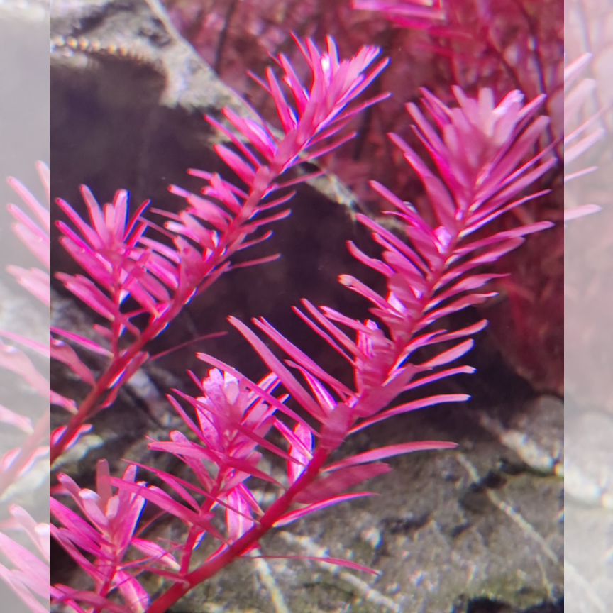 Аквариумное растение Ротала (rotala colorata red)