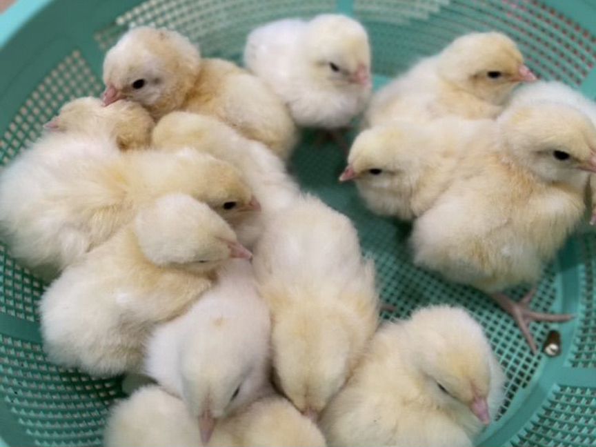 Цыплята мини-мясные белые