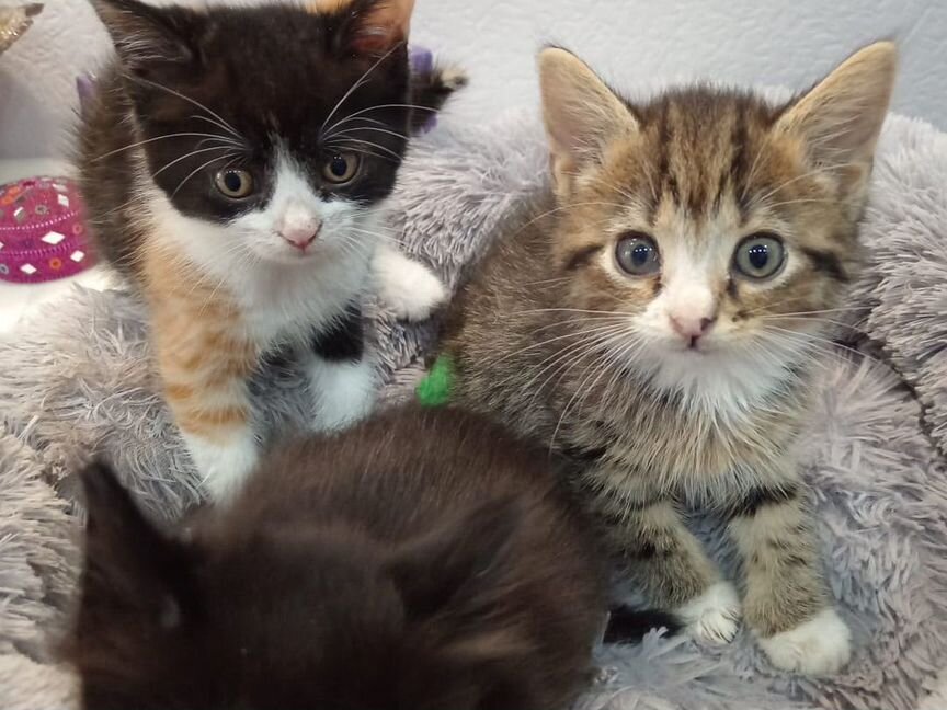 Котята в добрые руки