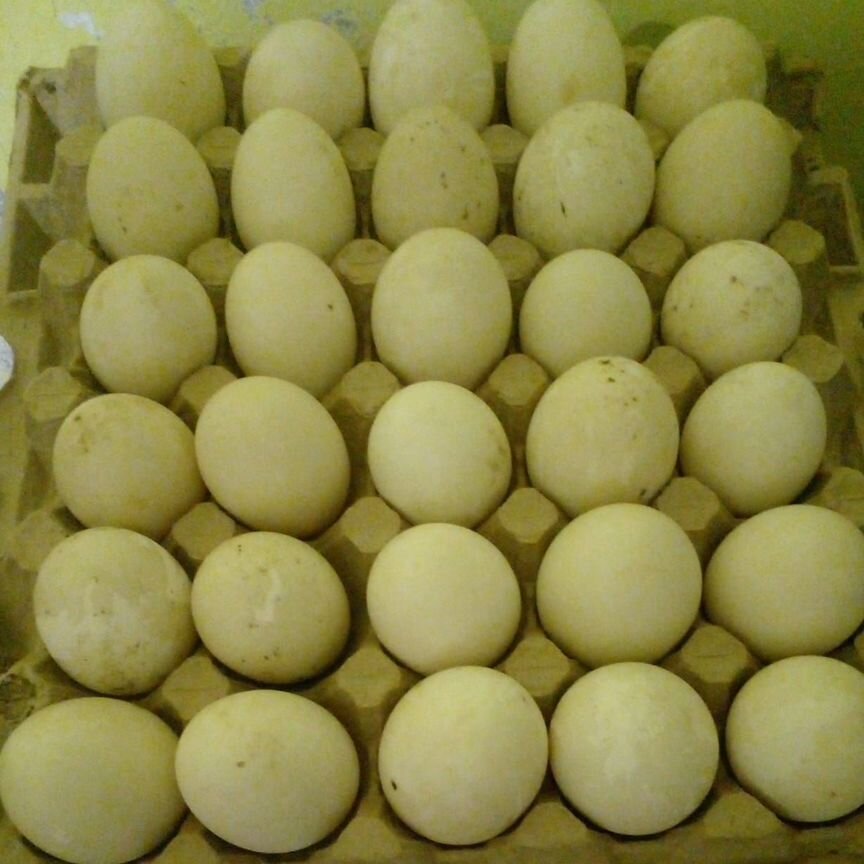 Инкубационное яйцо утки