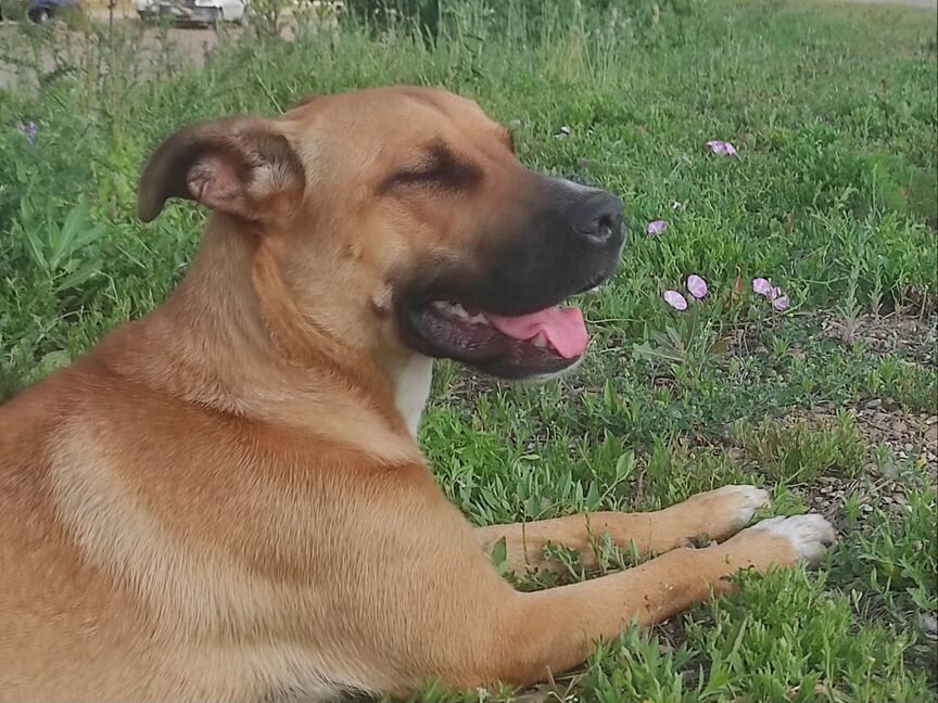 Очаровательная Дейзи в заботливые руки