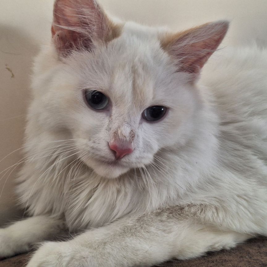 Кот на вязку белый