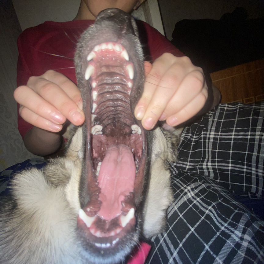 Собака в добрые руки отдам бесплатно