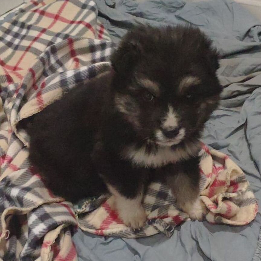 Щенок в добрые руки