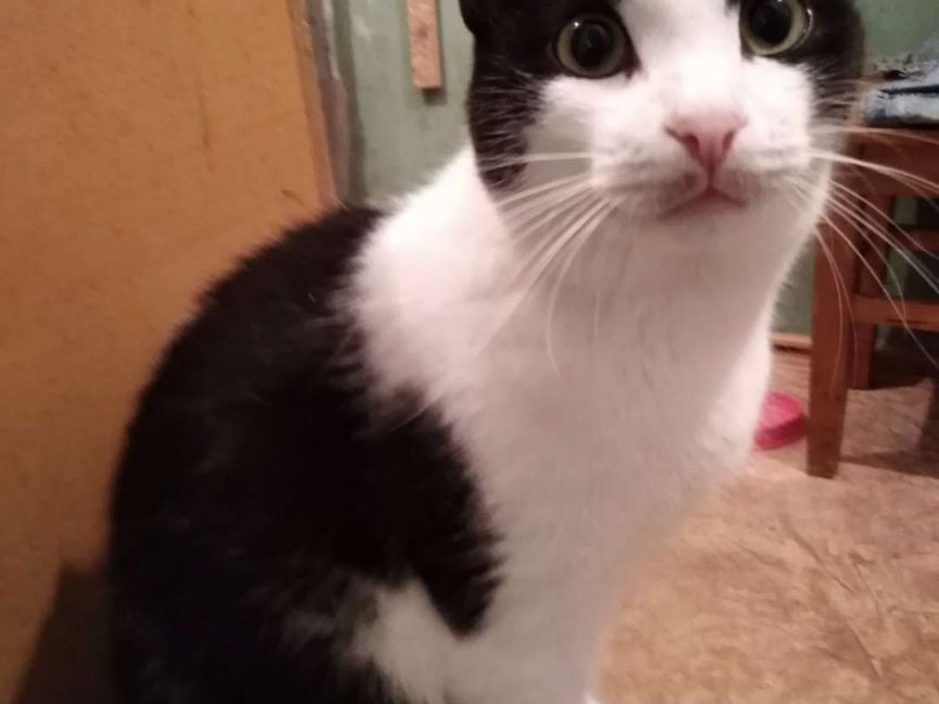 Котик ищет дом
