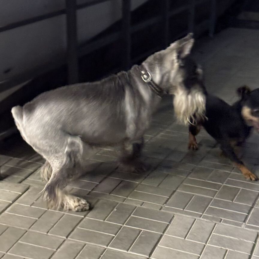 Взрослая собака в добрые руки