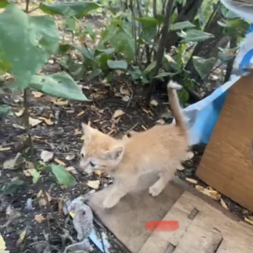 Рыжие котята в добрые руки