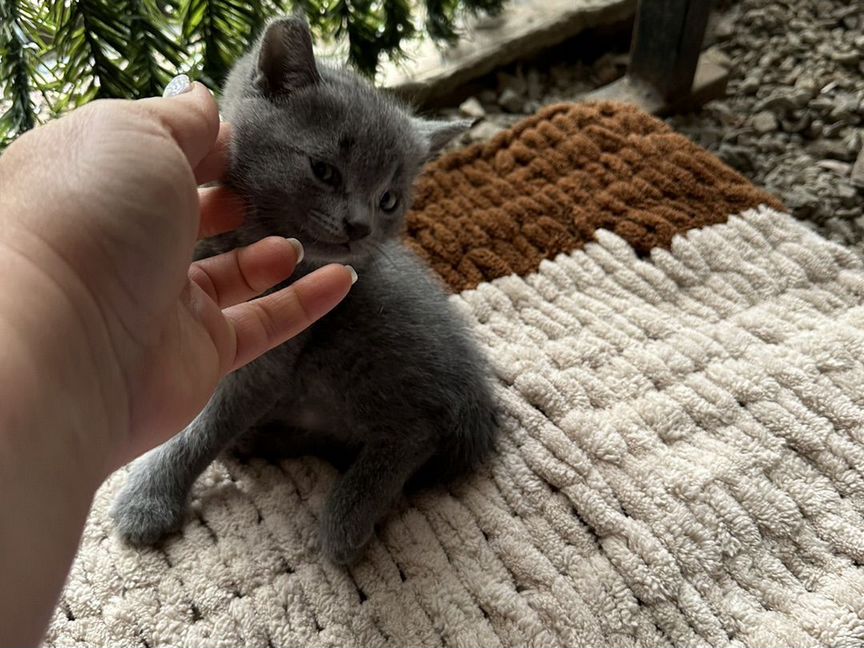 Котенок