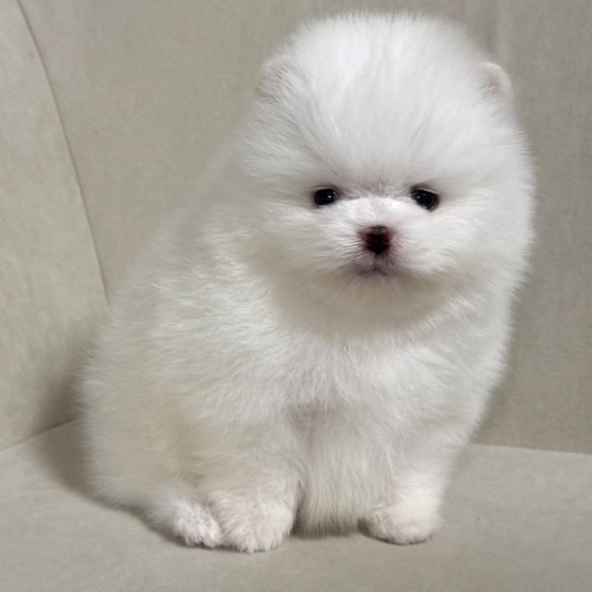 Померанский шпиц, щенок