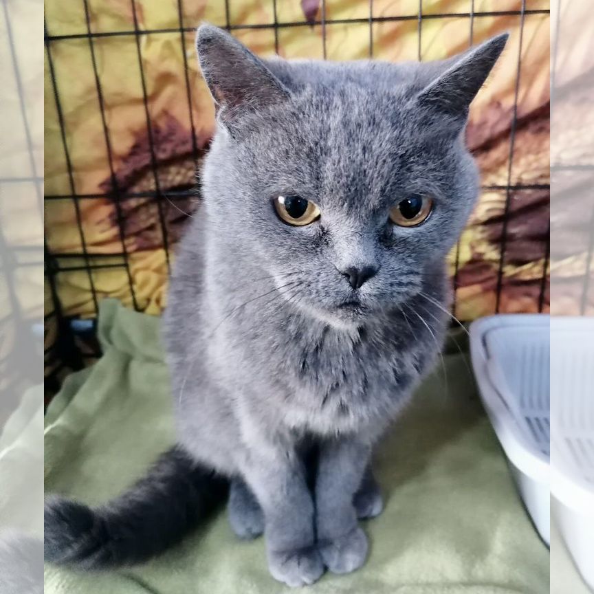 Британская короткошёрстная, взрослая кошка