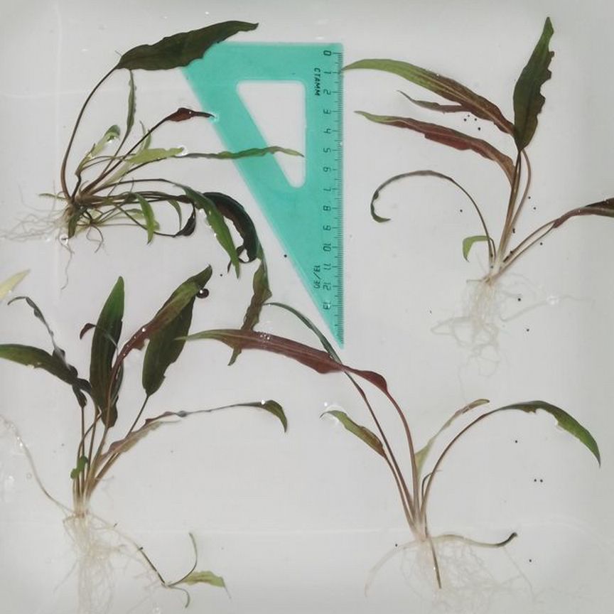 Криптокарина и прополка набор