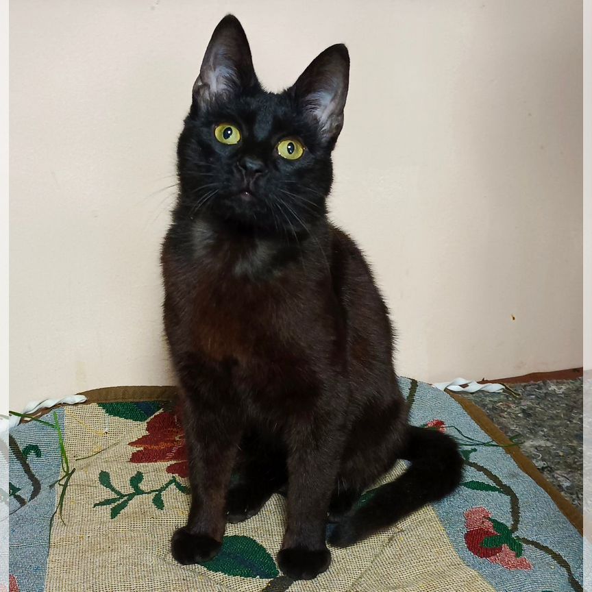 Черныш мальчик ищет семью