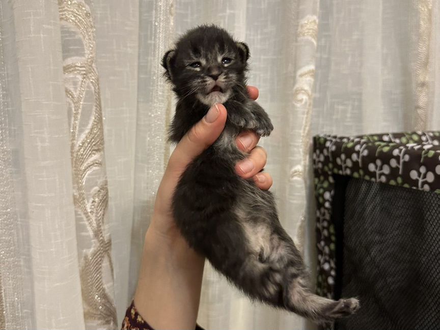 Котята мейнкун