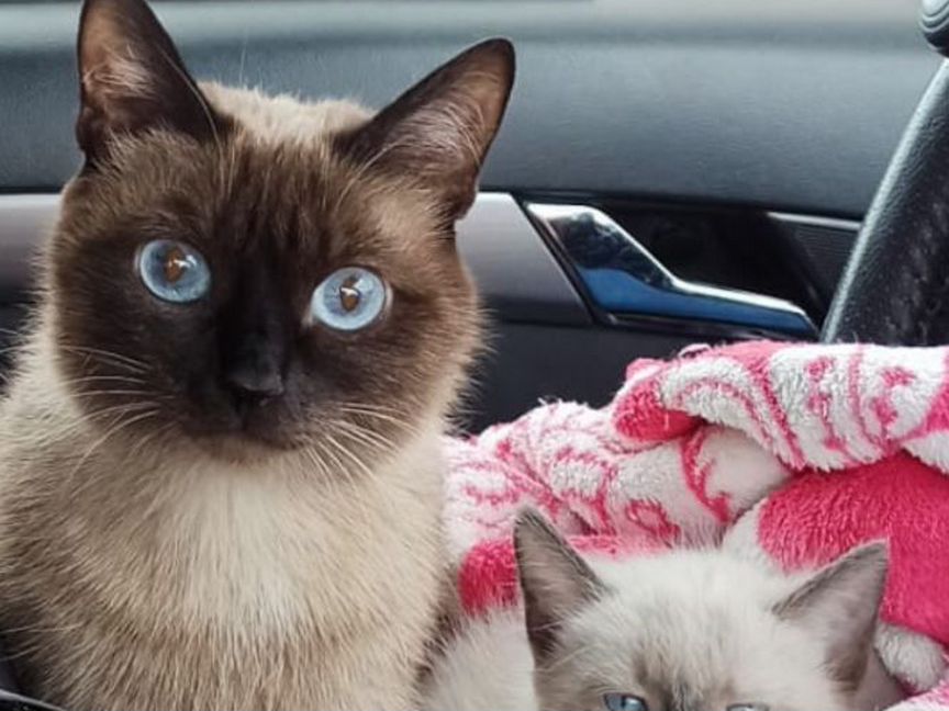 Тайский котенок мальчик