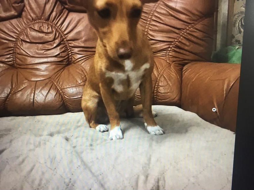 Кто взял эту собачку отзовитесь