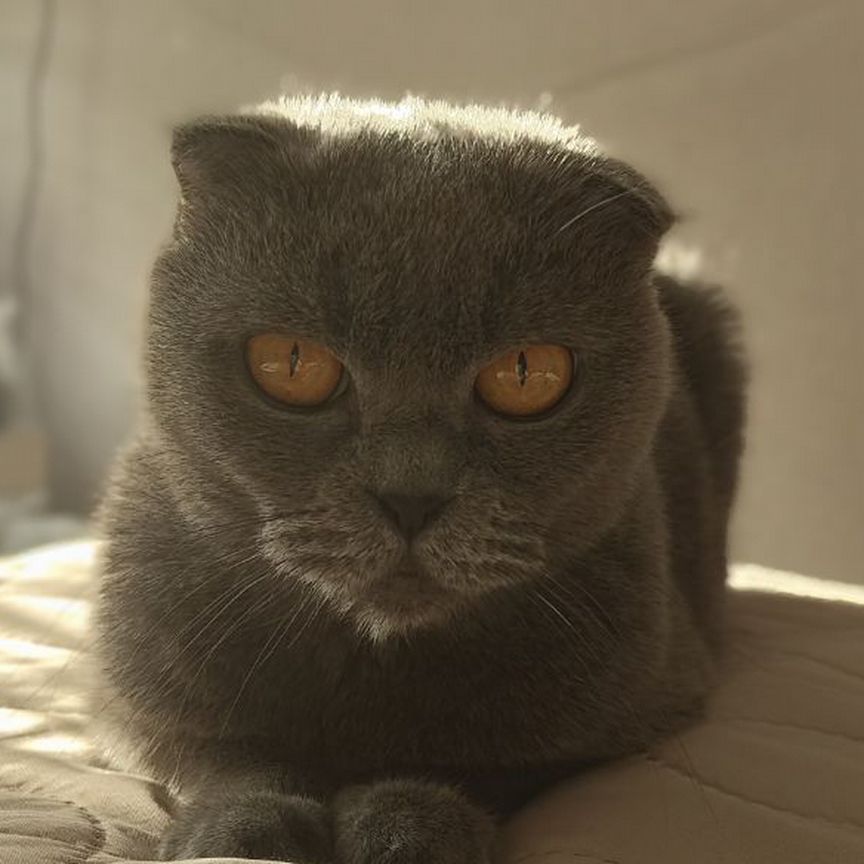 Вязка кошки