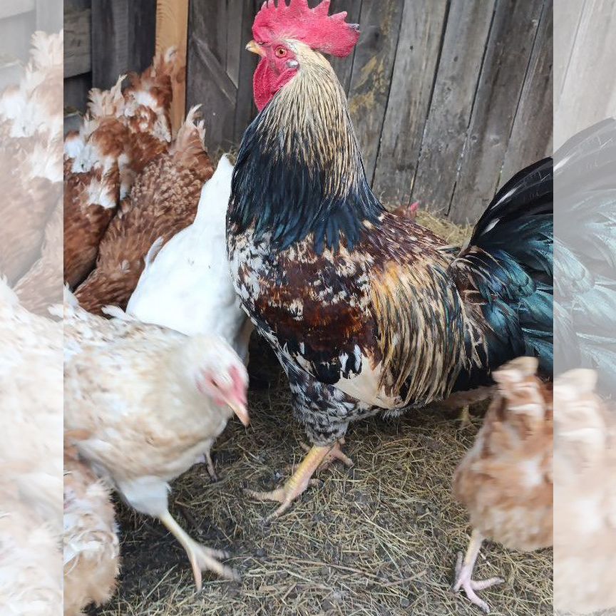 Петух породы доминант