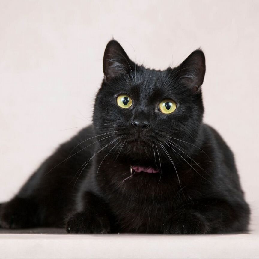 Чёрная кошка Луна кошка в дар