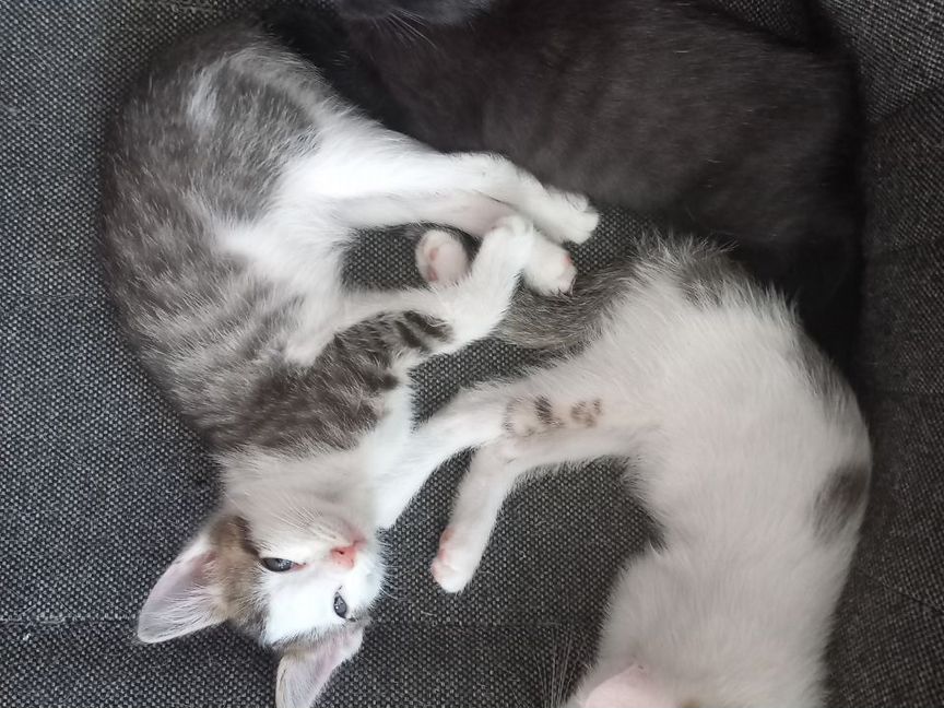 Котятки в добрые руки