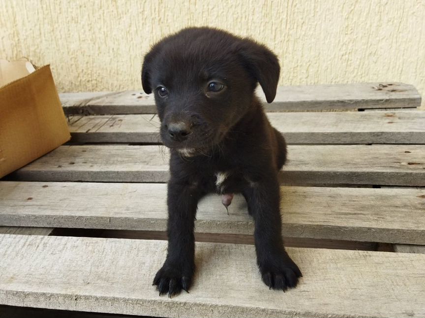 Дважды предан