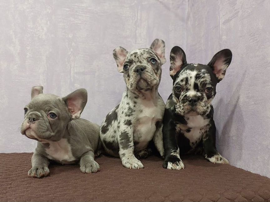 Французский бульдог щенки мерле лиловый