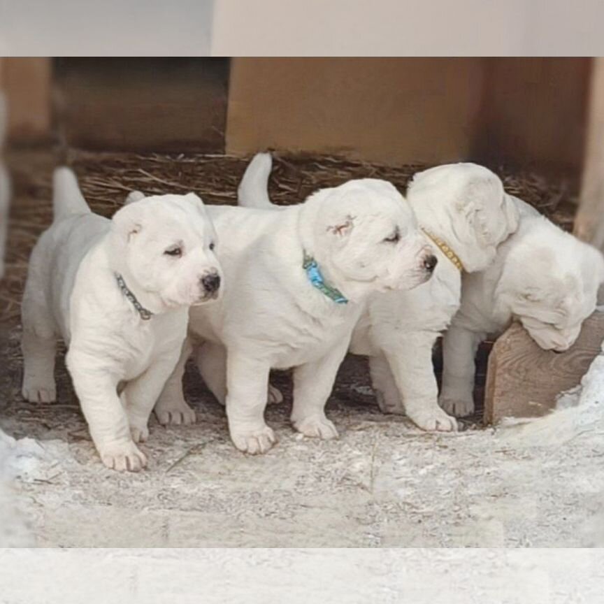 Среднеазиатская овчарка, щенок