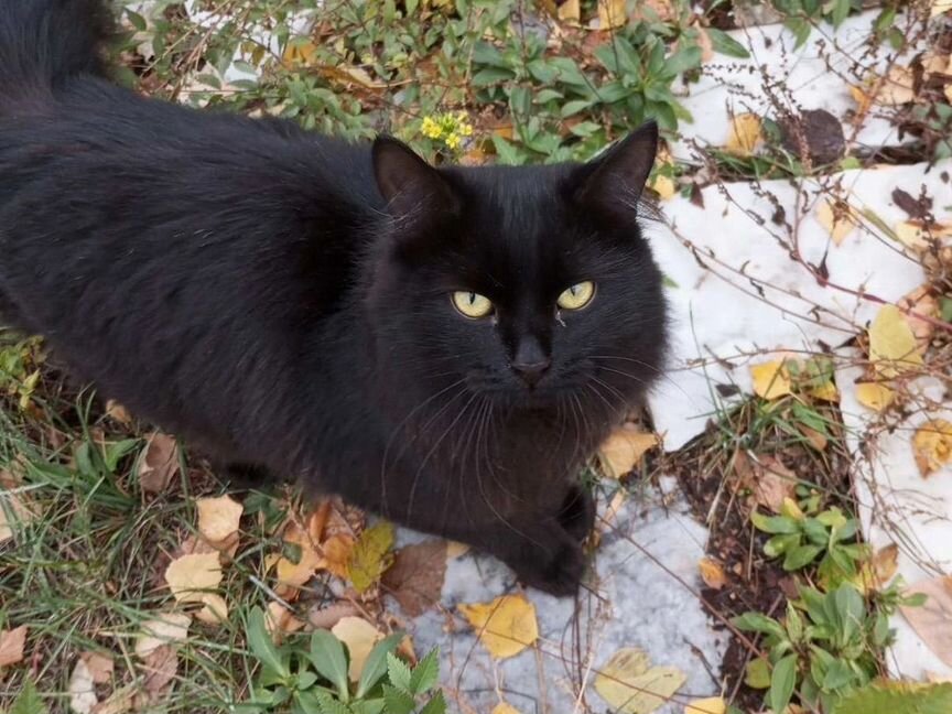 Пушистый красавец ищет дом