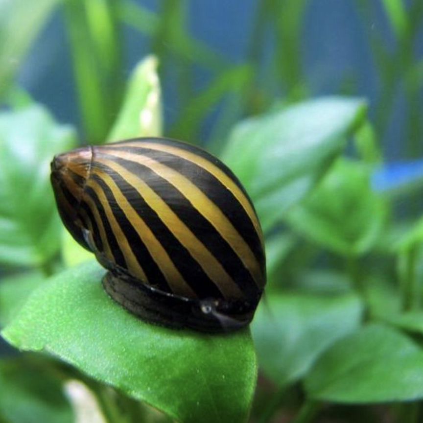 Улитка неретина зебра