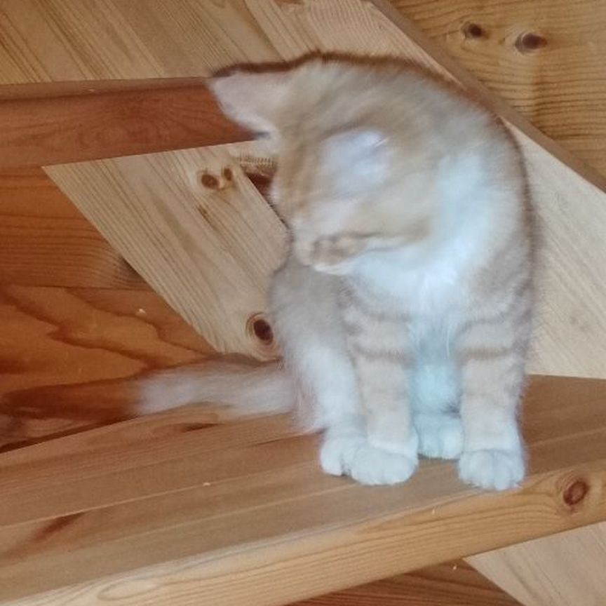 Рыжий котенок в добрые руки бесплатно