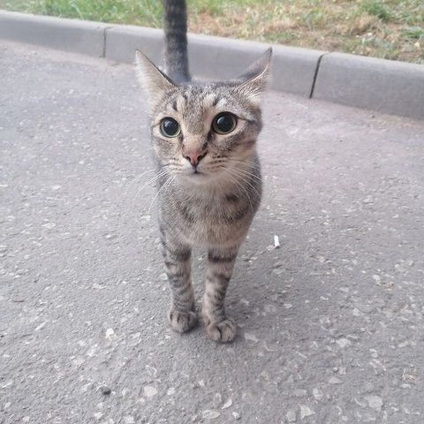 Котенок девочка оказалась на улице