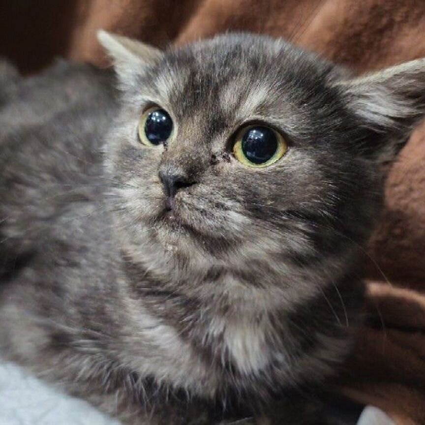 Котёнок