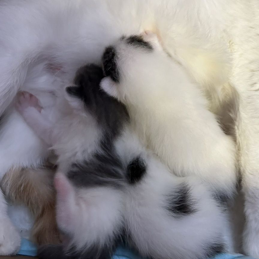 Отдам котят