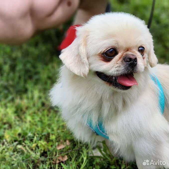 Пекинес Тоша в добрые руки