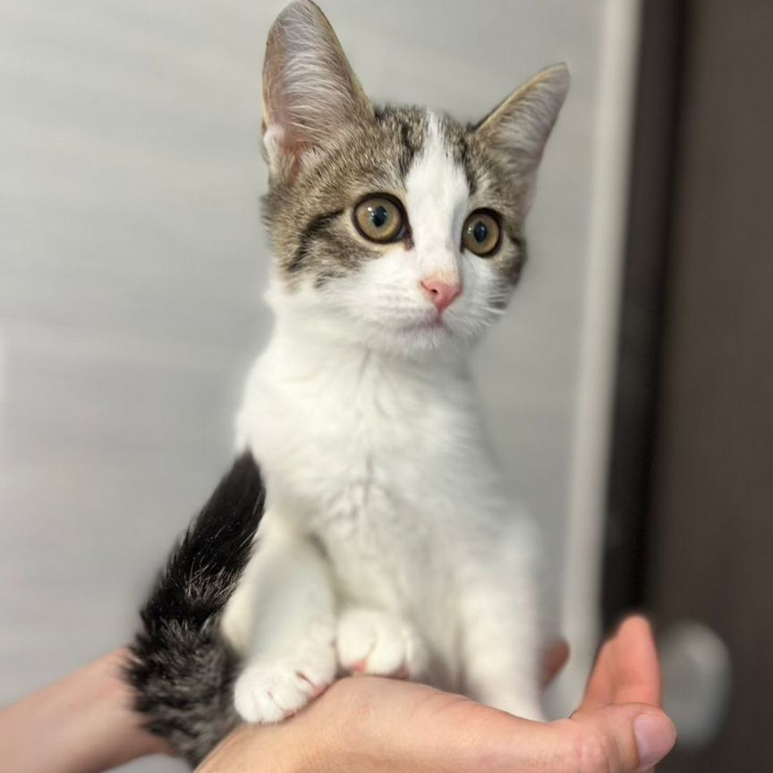 Котенок пестрая прелесть