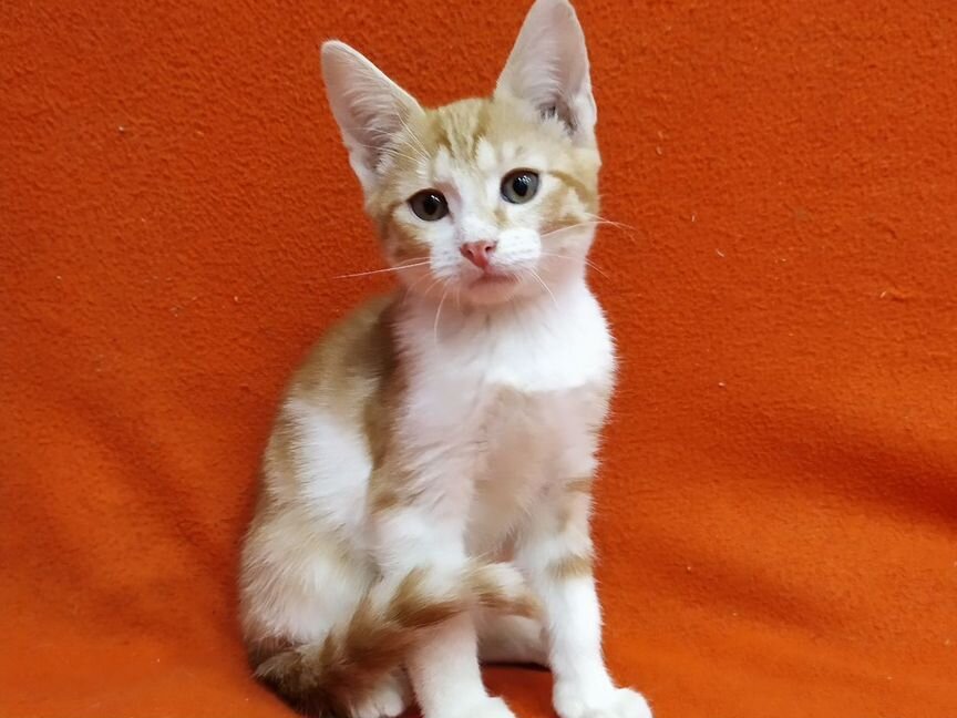 Рыжик ждёт хозяина