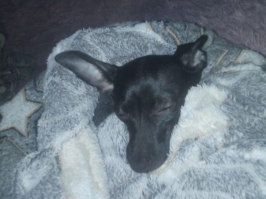 Продам. тор терьера. Девочка, пол года